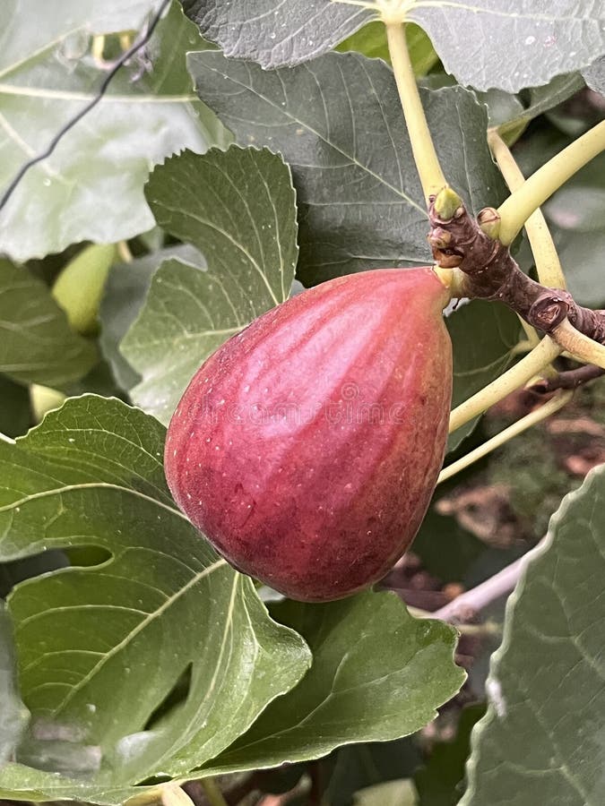Higos En Las Ramas De La Planta Foto de archivo - Imagen de color ...