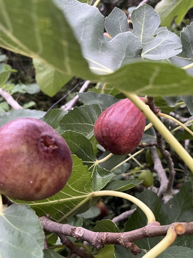 Higos En Las Ramas De La Planta Foto de archivo - Imagen de verde ...