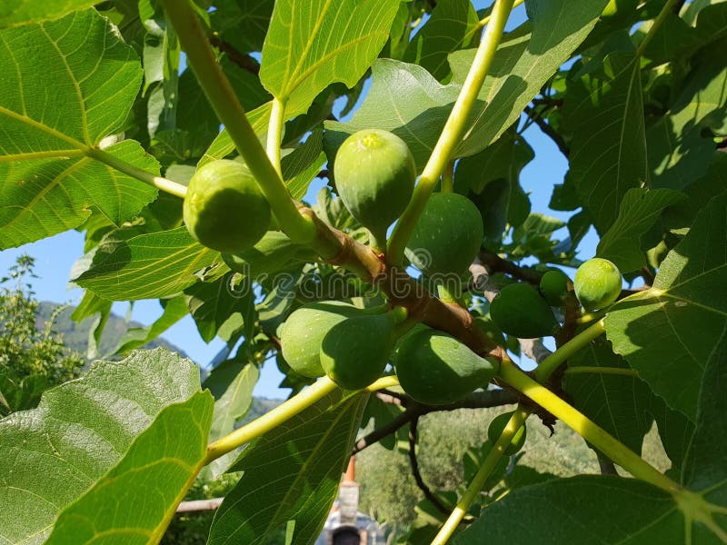 Higos en árbol foto de archivo. Imagen de árbol, color - 26300858