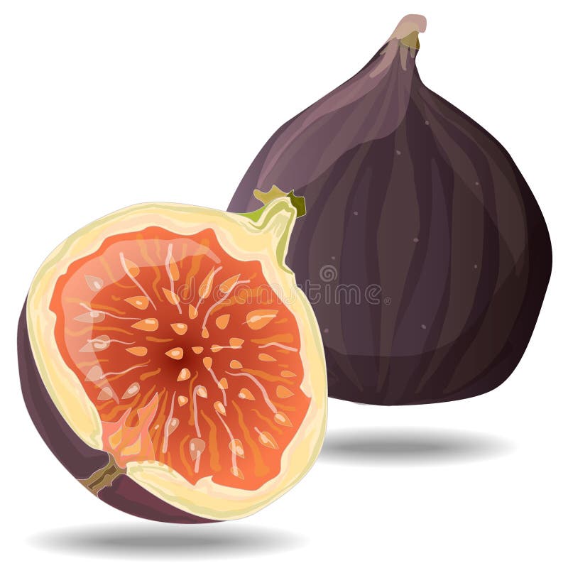 Higos Ilustraciones Stock, Vectores, Y Clipart – (4,194 Ilustraciones ...