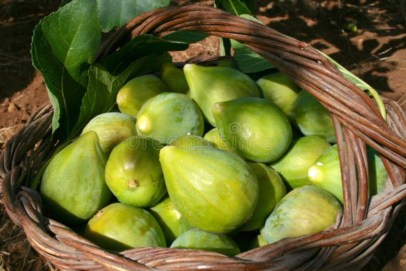Los Higos Verdes Dan Fruto En El Primer Azul De La Endecha Del Plano ...