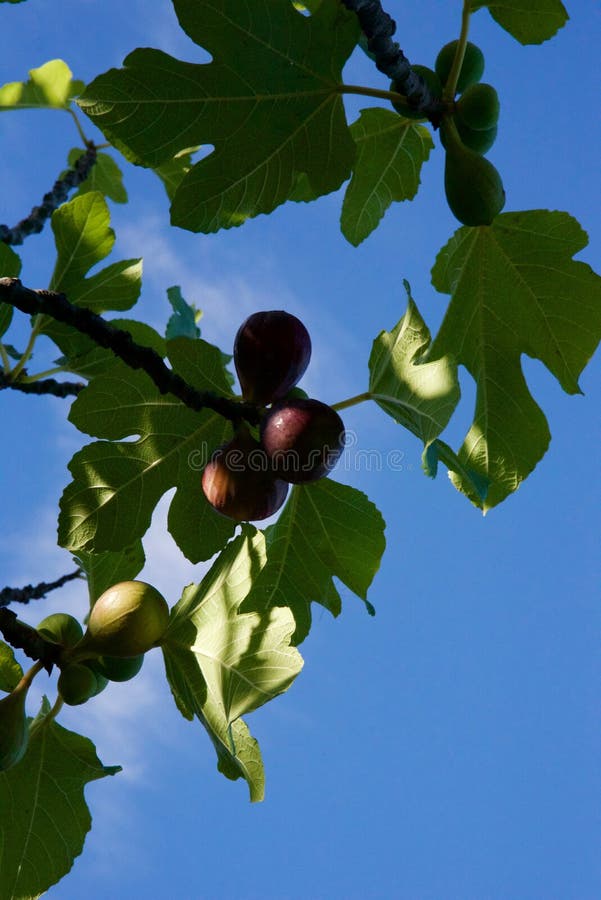 Árbol de higo 2 foto de archivo. Imagen de grande, viejo - 38524
