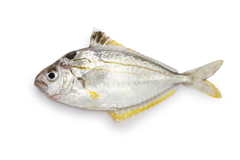 Nuchequula Stock Photos - Free & Royalty-Free Stock Photos from Dreamstime