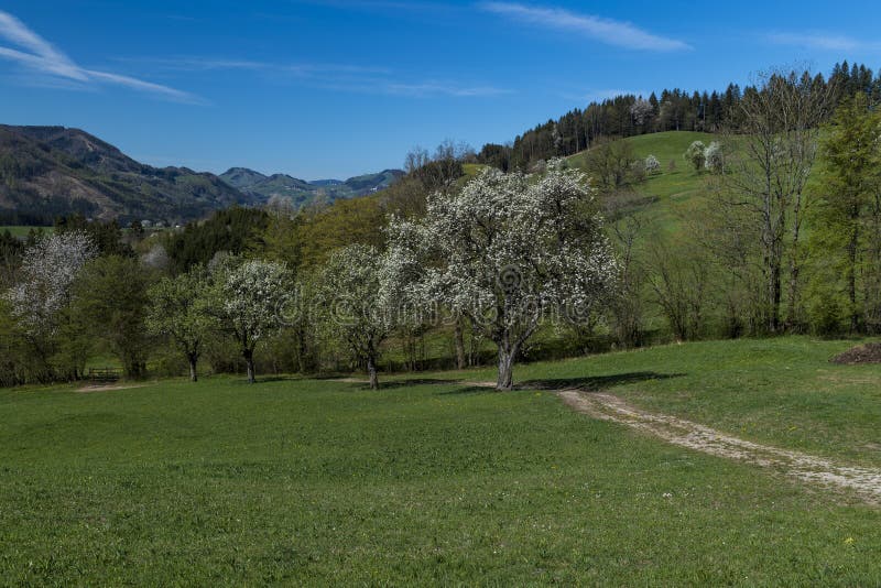The Mostviertel in Full Bloom in the Springs Stock Photo - Image of ...