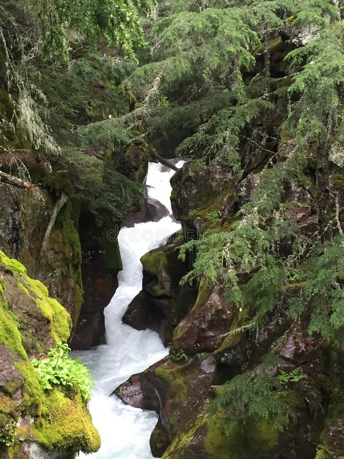 Hike in GNP stock photo. Image of forest, rock, tree - 257514154