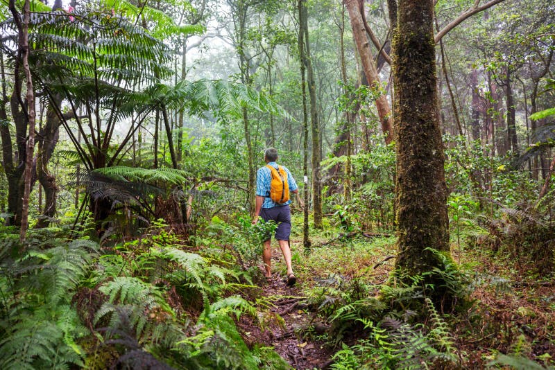Hike in jungle stock image. Image of footpath, hawaii - 219061557