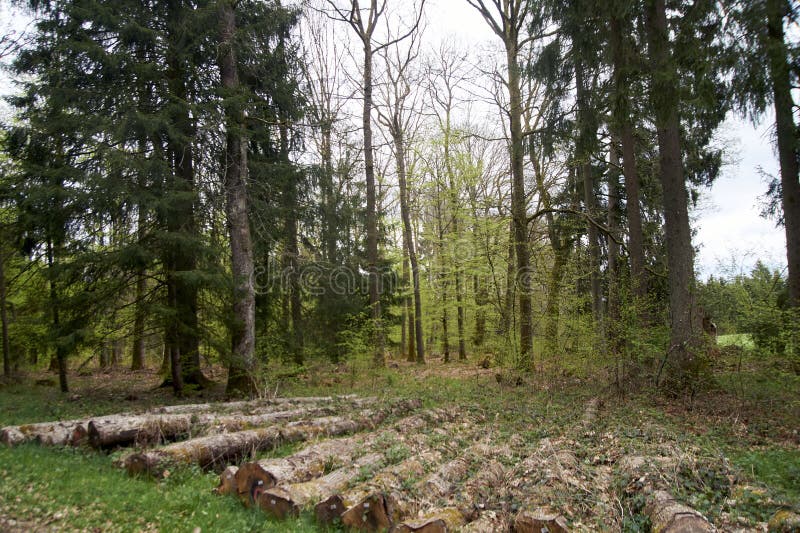 Hike Path through a Forest in Spring, Young Green Foliage Stock Image ...
