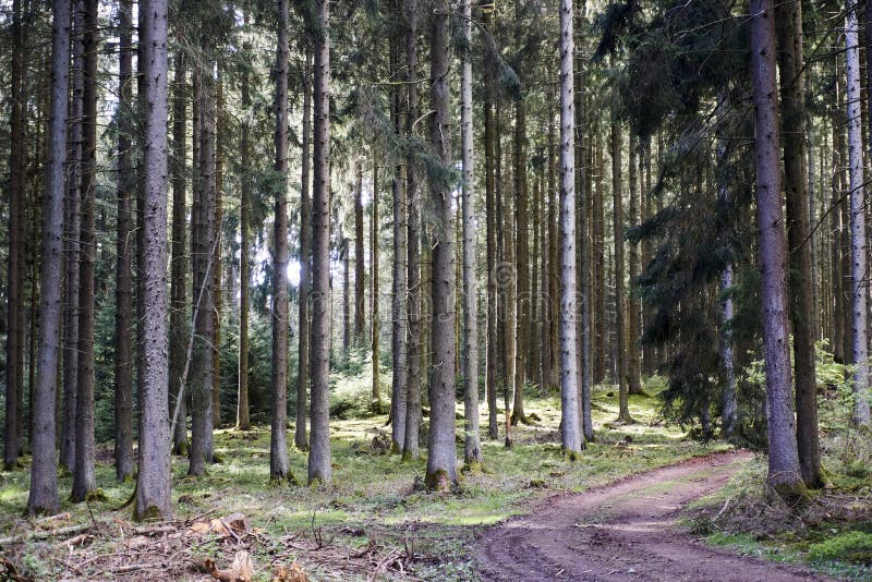 Hike Path through a Forest in Spring, Young Green Foliage Stock Photo ...