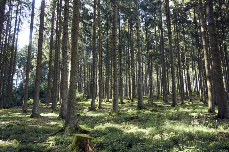 Hike Path through a Forest in Spring, Young Green Foliage Stock Photo ...