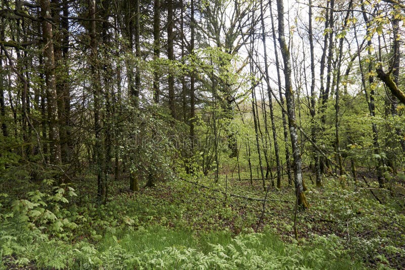 Hike Path through a Forest in Spring, Young Green Foliage Stock Photo ...
