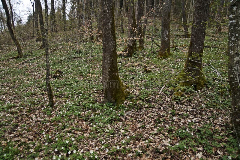 Hike Path through a Forest in Spring, Young Green Foliage Stock Image ...