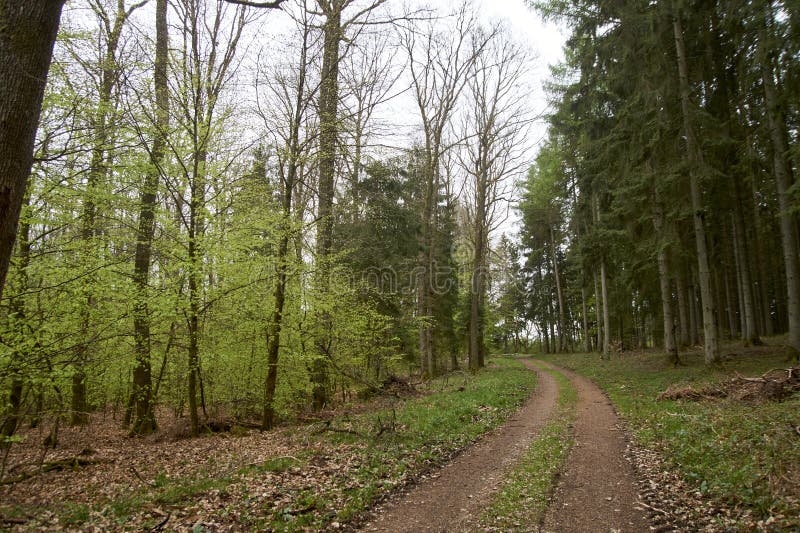 Hike Path through a Forest in Spring, Young Green Foliage Stock Photo ...