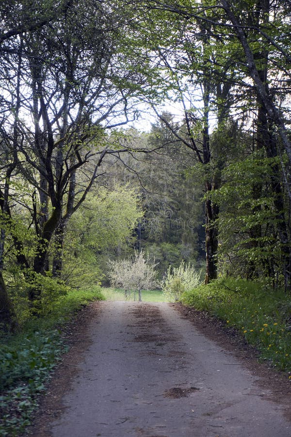 Hike Path through a Forest in Spring, Young Green Foliage Stock Image ...