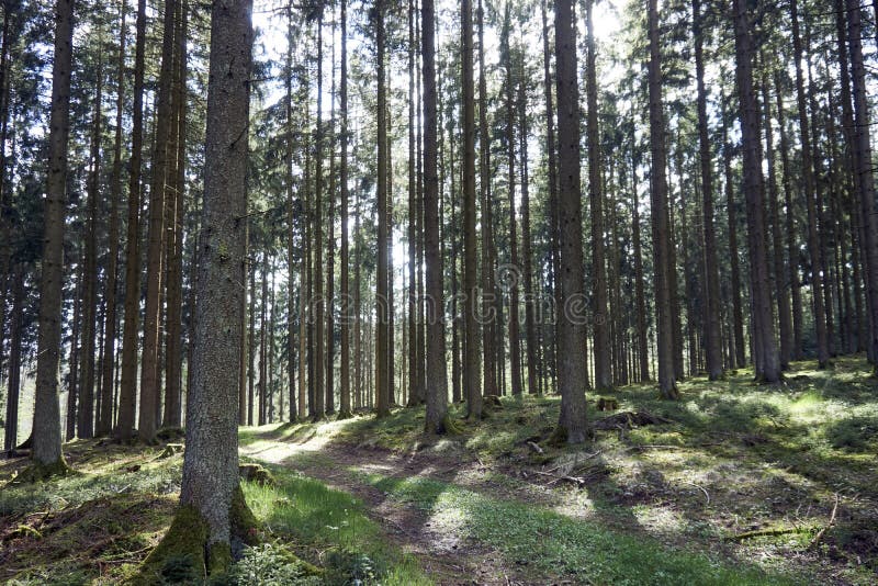 Hike Path through a Forest in Spring, Young Green Foliage Stock Image ...