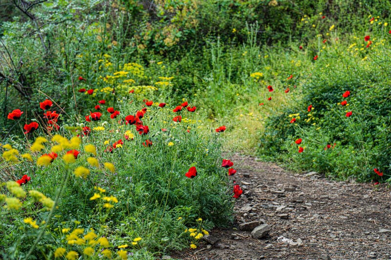 Hike Path on the Slope of Mtatsminda Mount Stock Image - Image of ...