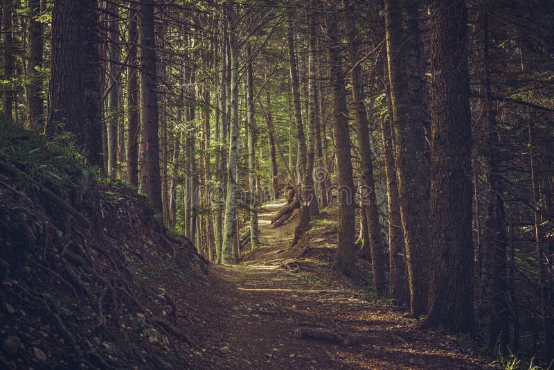Sunny Hike at the Lake stock image. Image of landscape - 204032517
