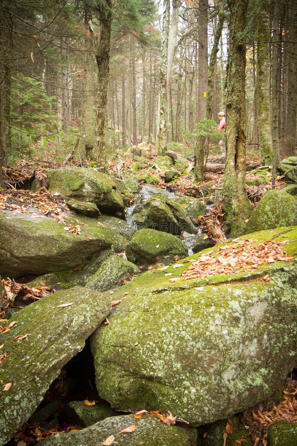 Hike in Woods stock photo. Image of path, hiking, leaves - 90171320