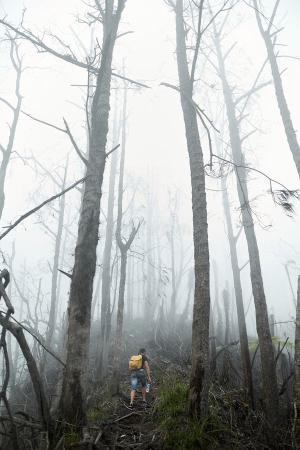 Hiker with Backpack Climbs through the Destroyed Forest on Volcano after an Ash Eruption. Dead ...
