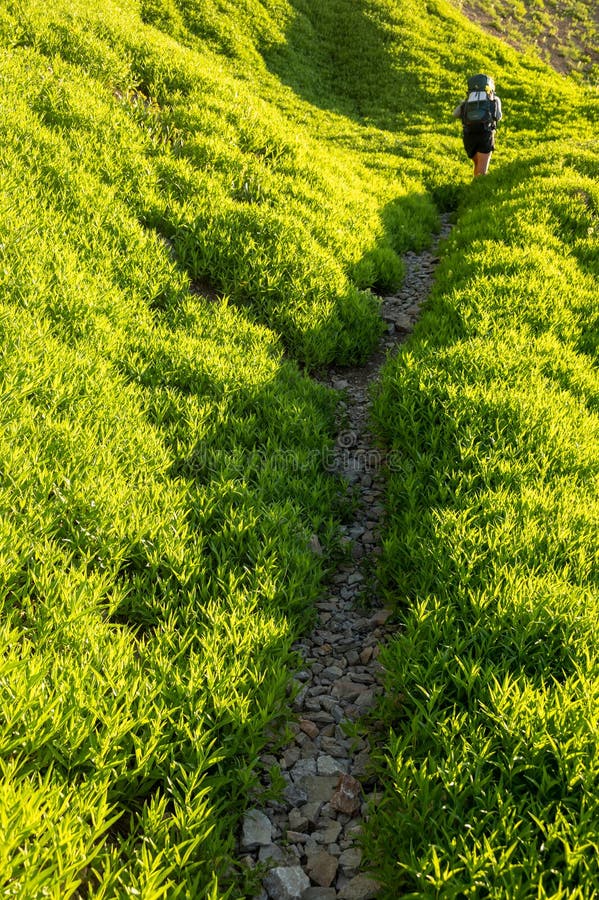 Hiker Climbs Hill Over Narrow Trail Lined with Thick Bushes Stock Photo ...