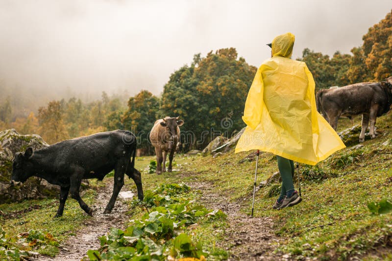 Hiker Go through Mountain Pasture with Cattle or Cows Stock Photo ...
