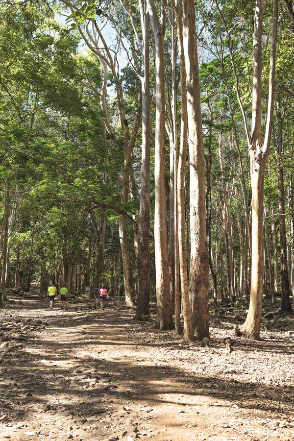 Hiking in the Forest of Mauritius Island Editorial Stock Photo - Image ...
