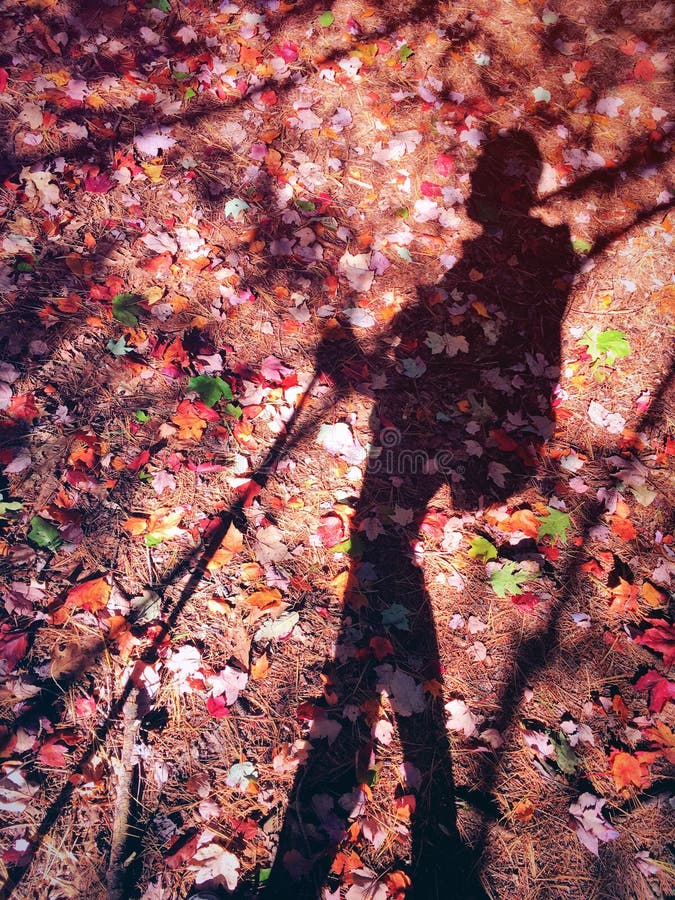 A Hiker Shadow on Fall Maple Trees on the Ground Stock Photo - Image of ...