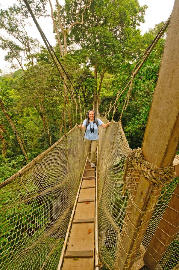 Hiker on Tree Canopy Walkway Above the Rain Forest Stock Image - Image ...