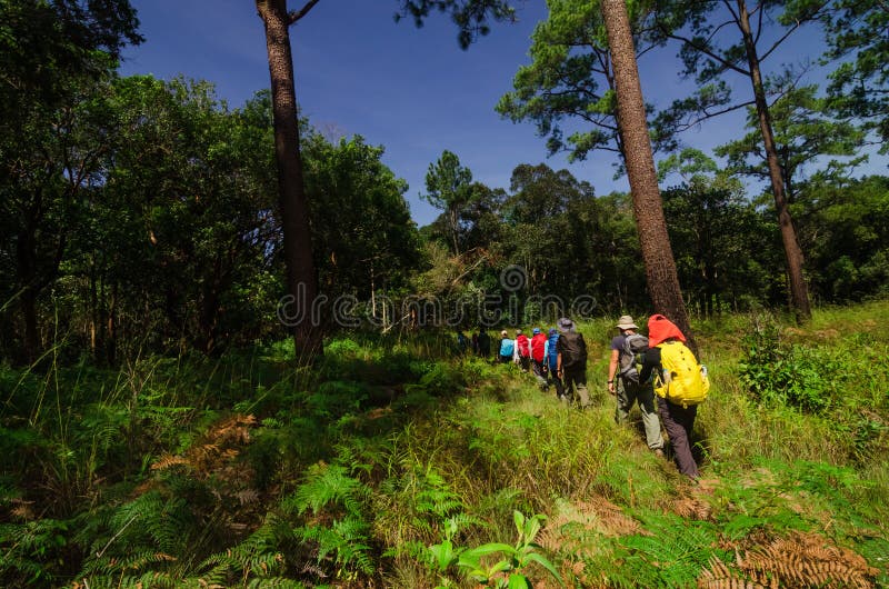 Hiker walk in field stock photo. Image of nature, outdoor - 61967464