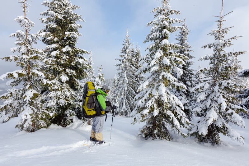 Hiker Walking in Winter Carpathian Mountain Stock Image - Image of ...