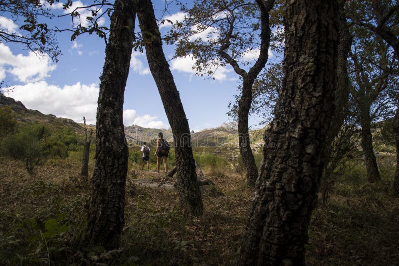 Hikers Silhouette Getting Out of a Forest Stock Image - Image of ...