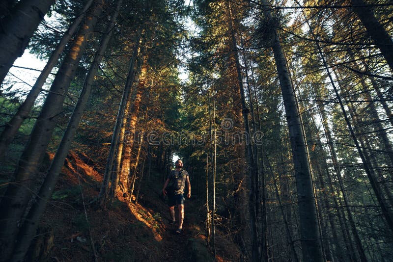 Hiking Adventures of Alone Man Photographer in Evening Forest Stock ...