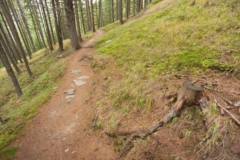 Hiking Alone Long a Small Mountain Path Inside the Forest Stock Photo ...