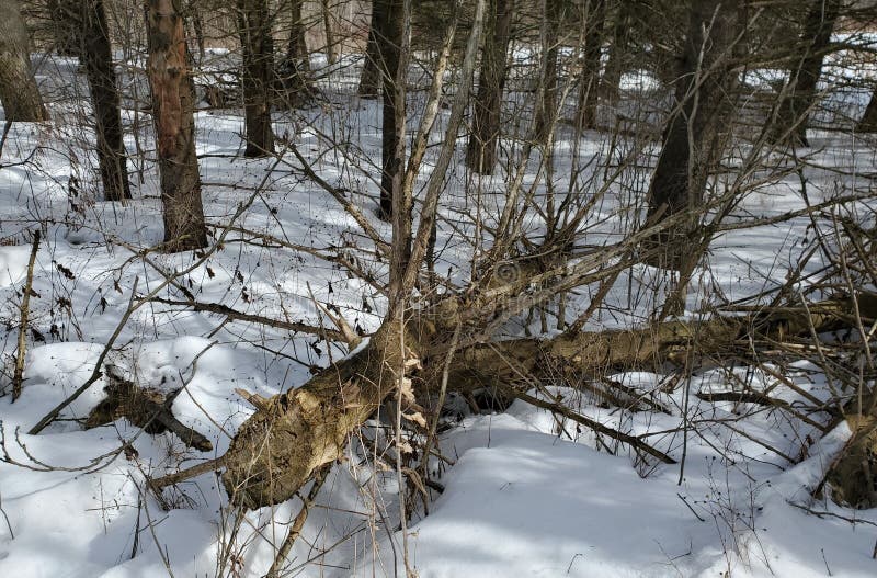 Fallen Branches in the Woods Stock Image - Image of afternoon, brown ...