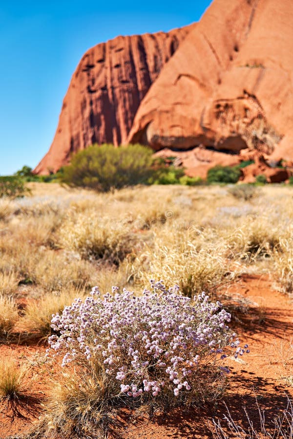 Hiking Around Uluru Ayers Rock. Northern Territory Editorial Stock ...