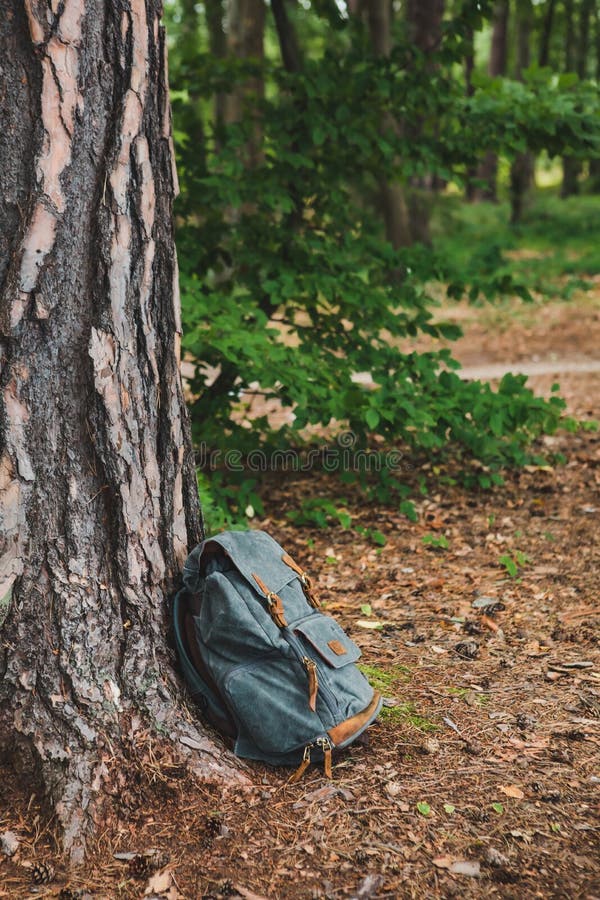 Hiking Backpack Near Tree in Forest Stock Image - Image of travel ...