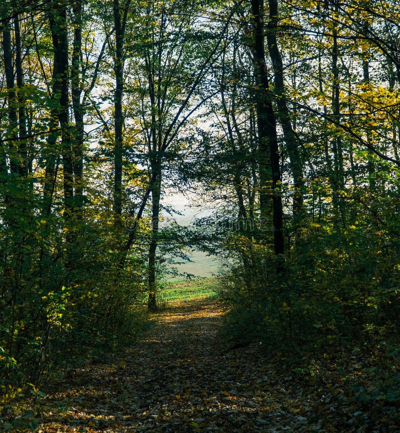 Hiking a Beautiful Forest Trail Stock Image - Image of branch, tree ...