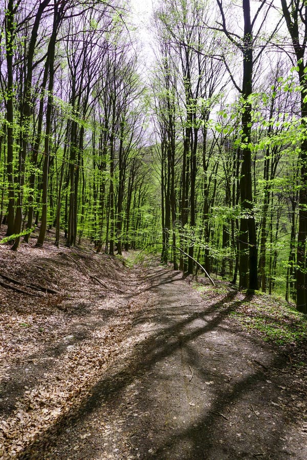 Hiking Beech Forest Road during Spring Stock Photo - Image of lush ...