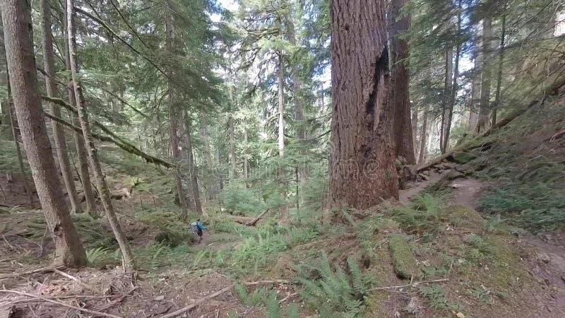 Hiking Down Steep Switchbacks Stock Video - Video of green, exterior ...