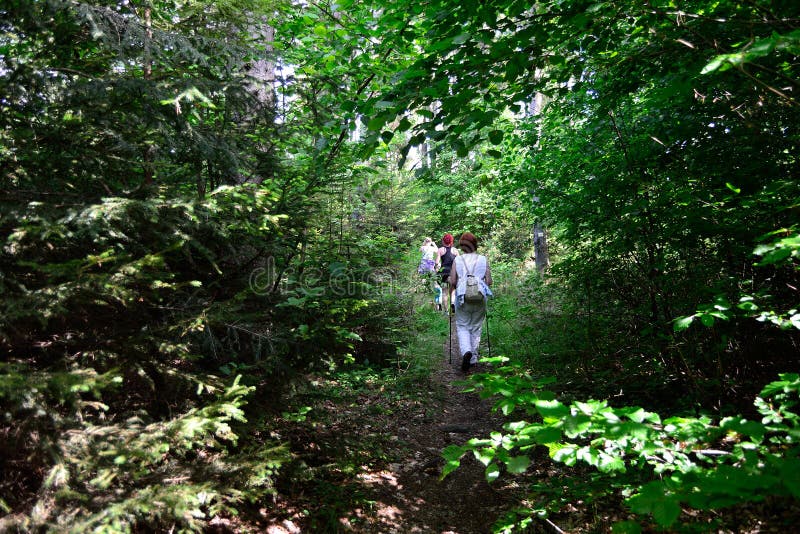 Hiking in Forest editorial image. Image of tourist, sport - 42294475