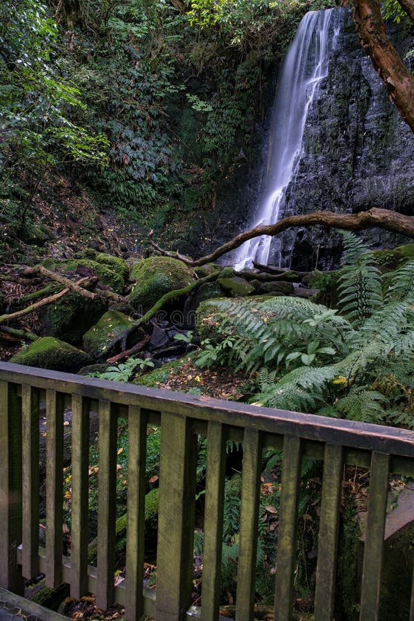 Tranquility in the Lush Dense Native Bushbush Stock Image - Image of ...