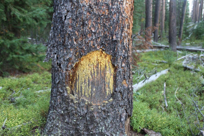 Tree with Creepy Sap Dripping Stock Image - Image of wildlife, dripping ...