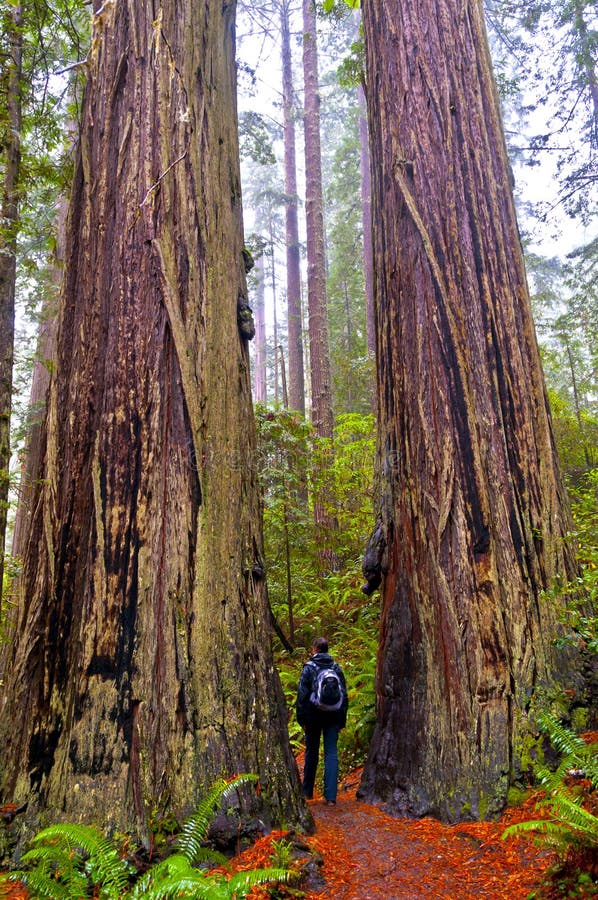 Hiking Girl Standing between Two Trees Stock Photo - Image of pinopsida ...