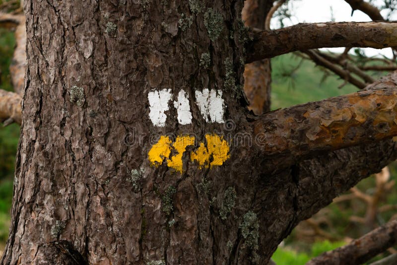 Hiking Mark on the Tree Bark in the Forest Stock Image - Image of hiker ...