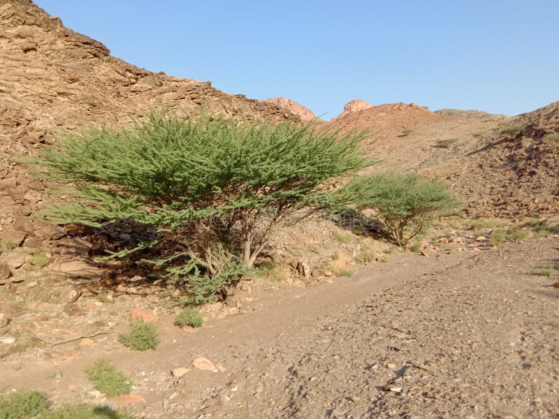 Acacia Trees in Oman Mountains Stock Image - Image of terrain, trees ...