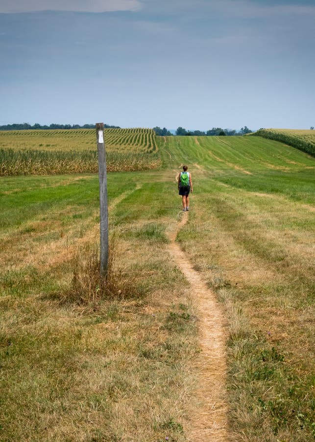 Hiking through Open Corn Field Vertical Stock Photo - Image of park ...