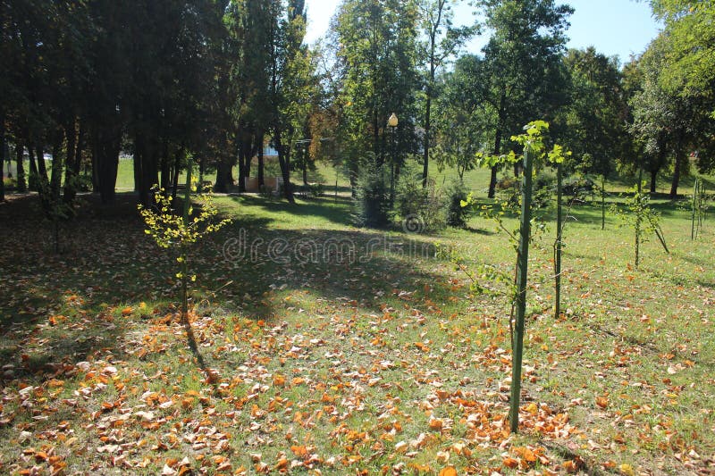 Hiking Park with Paths and Trees Stock Image - Image of travel ...