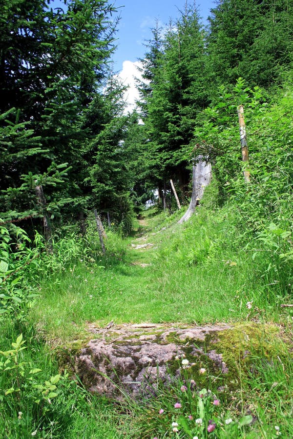 Hiking path stock image. Image of forest, mountains, green - 11319441