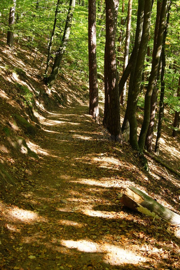 Hiking path stock image. Image of path, ground, root - 25516511