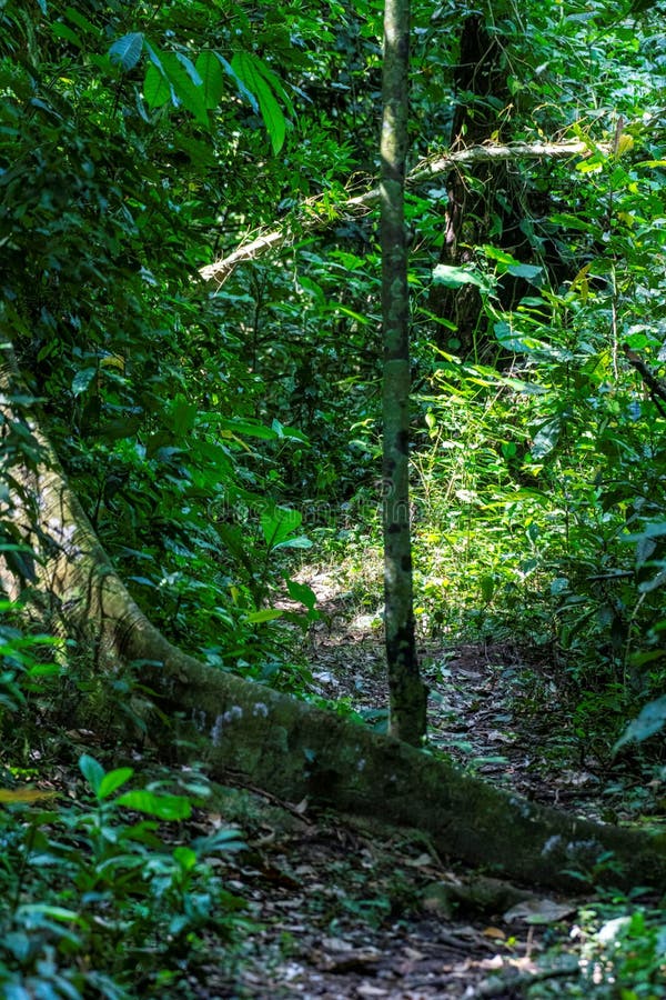 Hiking Path in the African Rainforest Stock Image - Image of idyllic ...