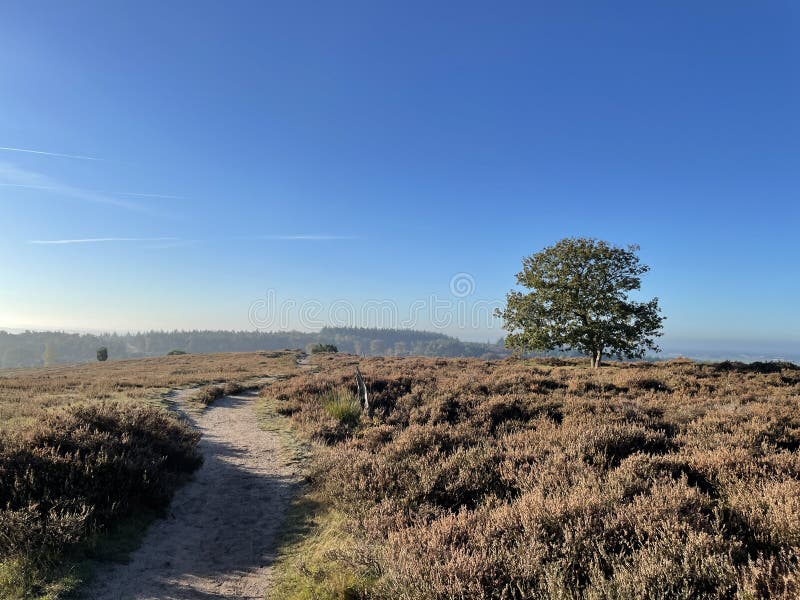 Hiking Path at the Archemerberg Stock Image - Image of nature, forest ...